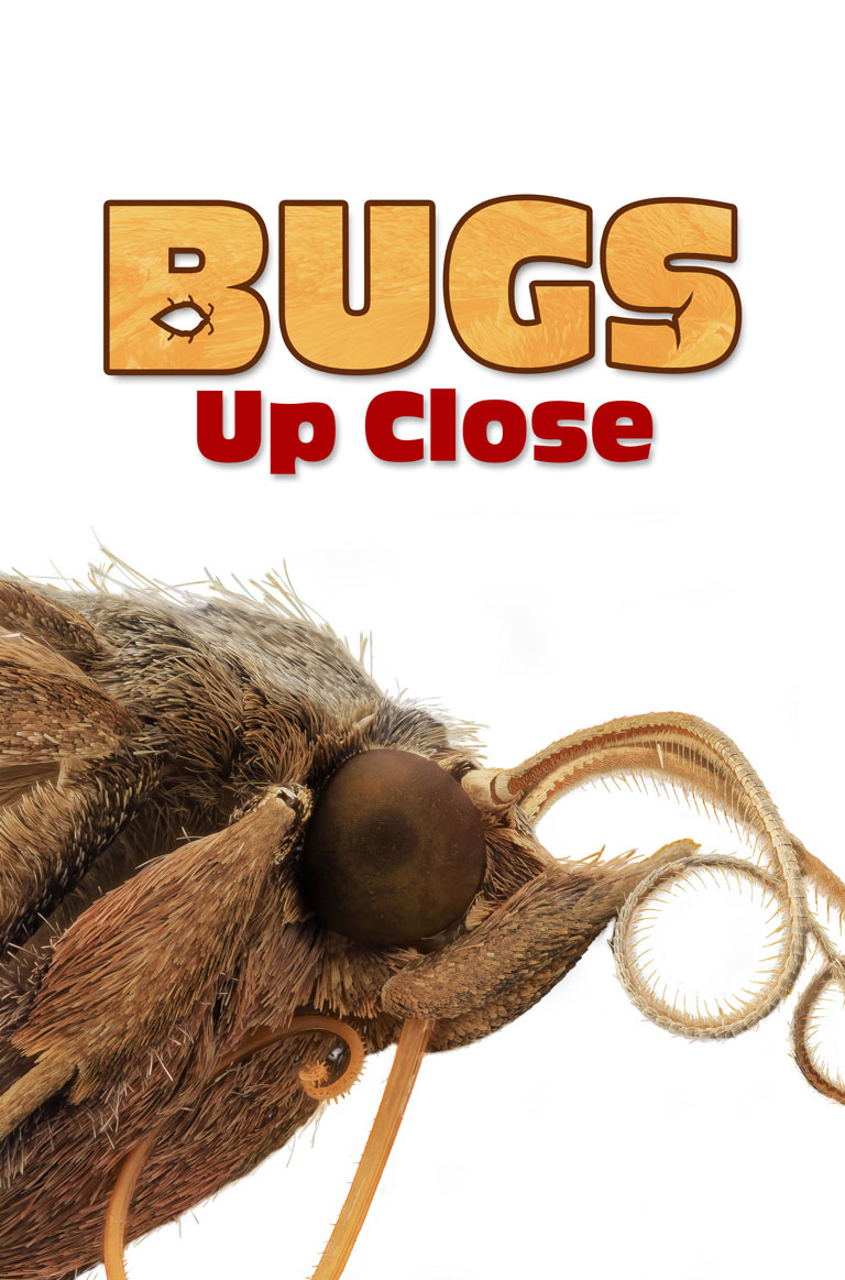 Bugs Up Close | FarFaria